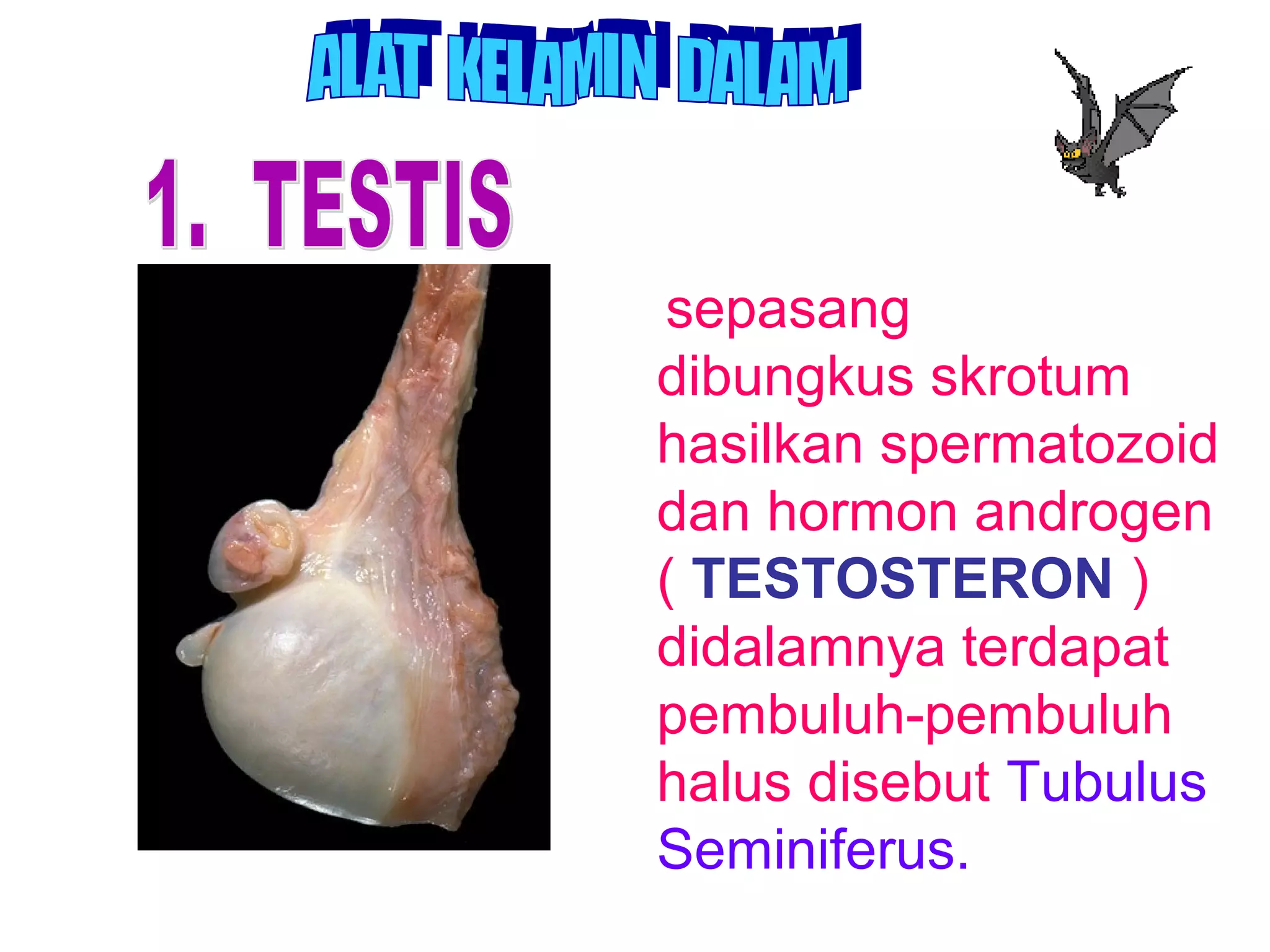 Alat reproduksi manusia | PPT