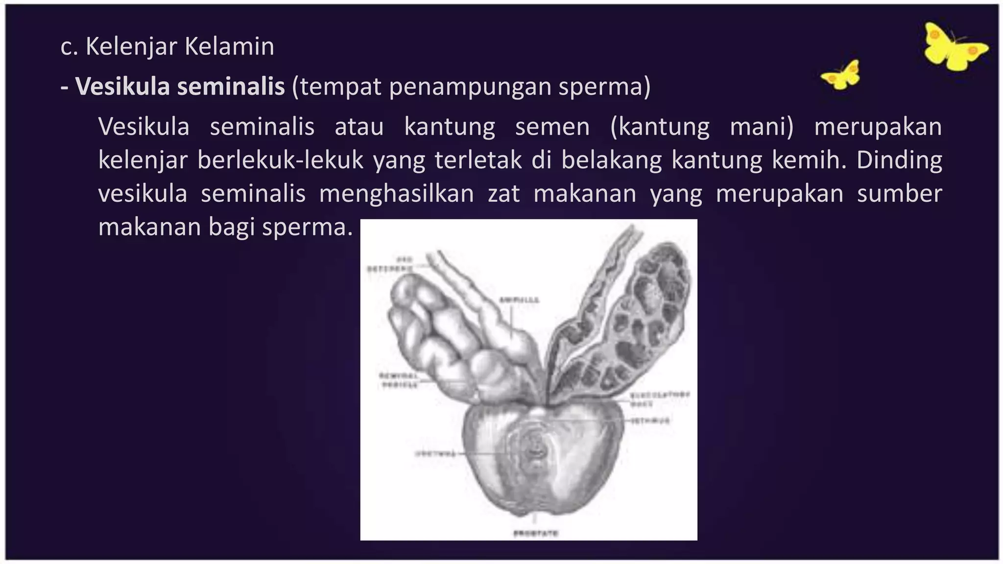 Alat reproduksi pada laki laki ppt | PPTX