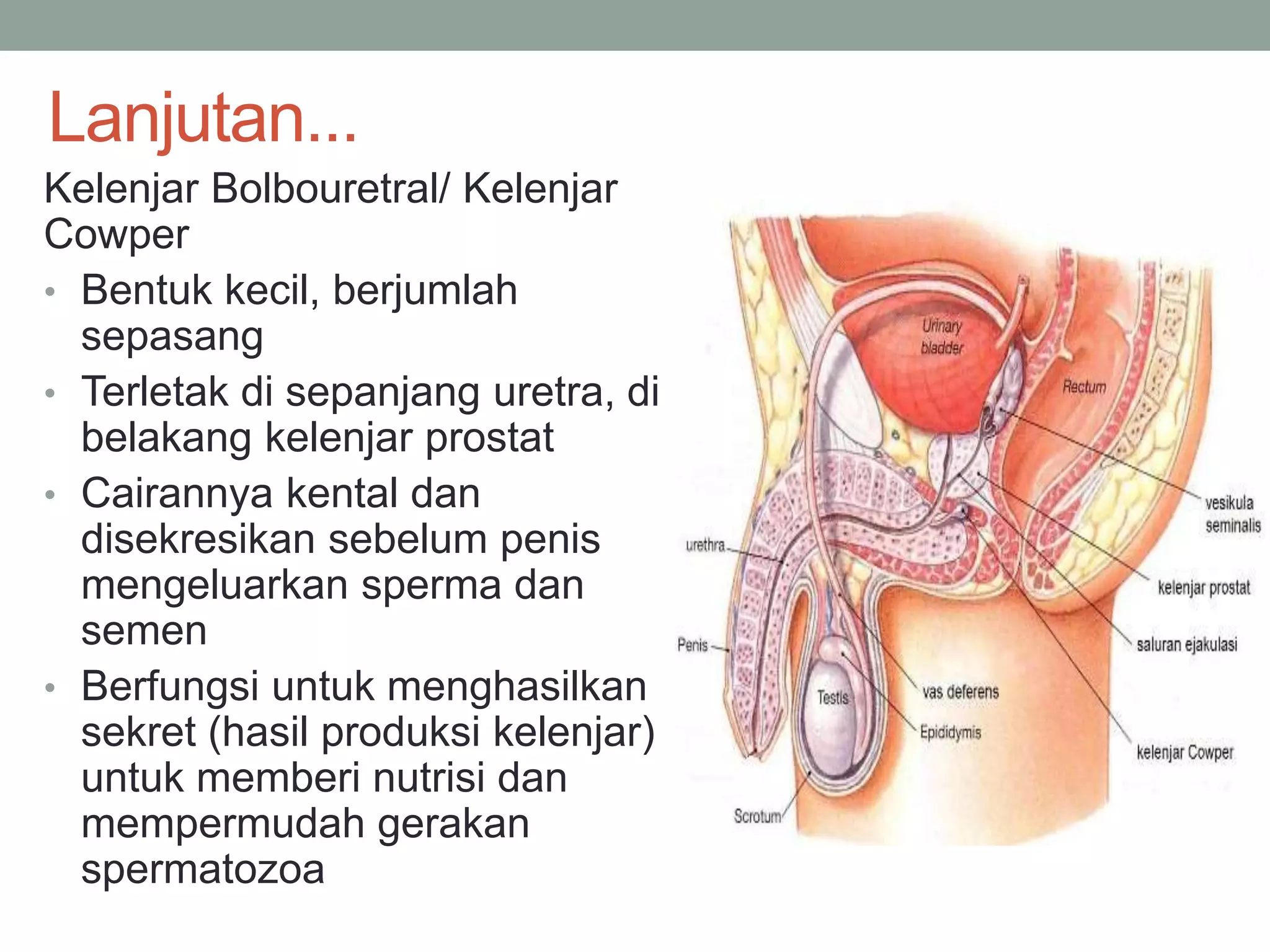 Alat reproduksi pria | PPTX