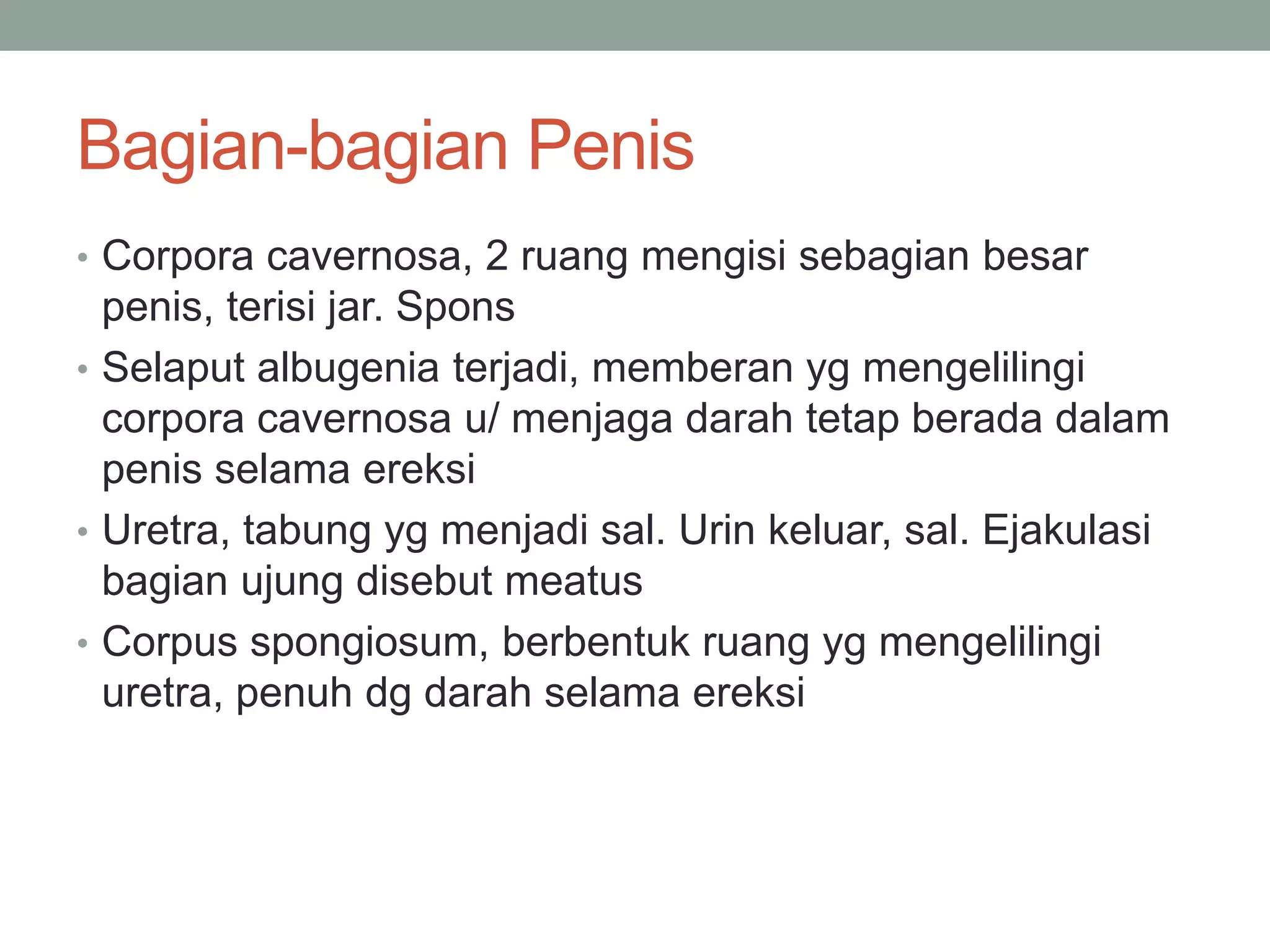 Alat reproduksi pria | PPTX