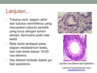 Alat reproduksi pria | PPTX