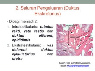Alat reproduksi pria | PPTX