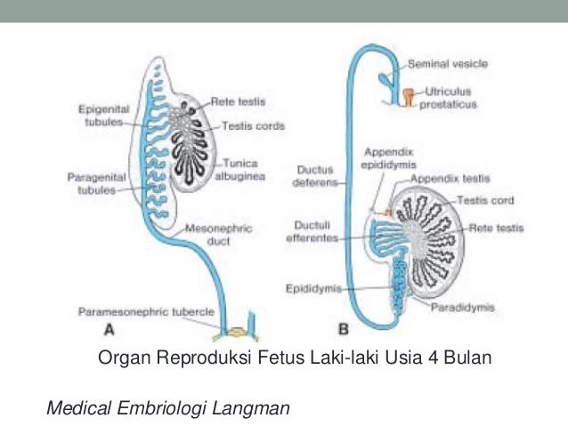 Alat reproduksi pria