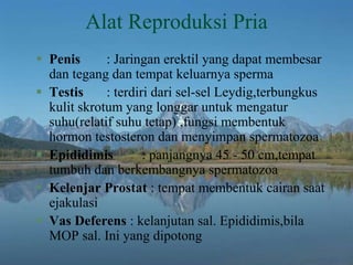 ALAT REPRODUKSI PRIA .ppt