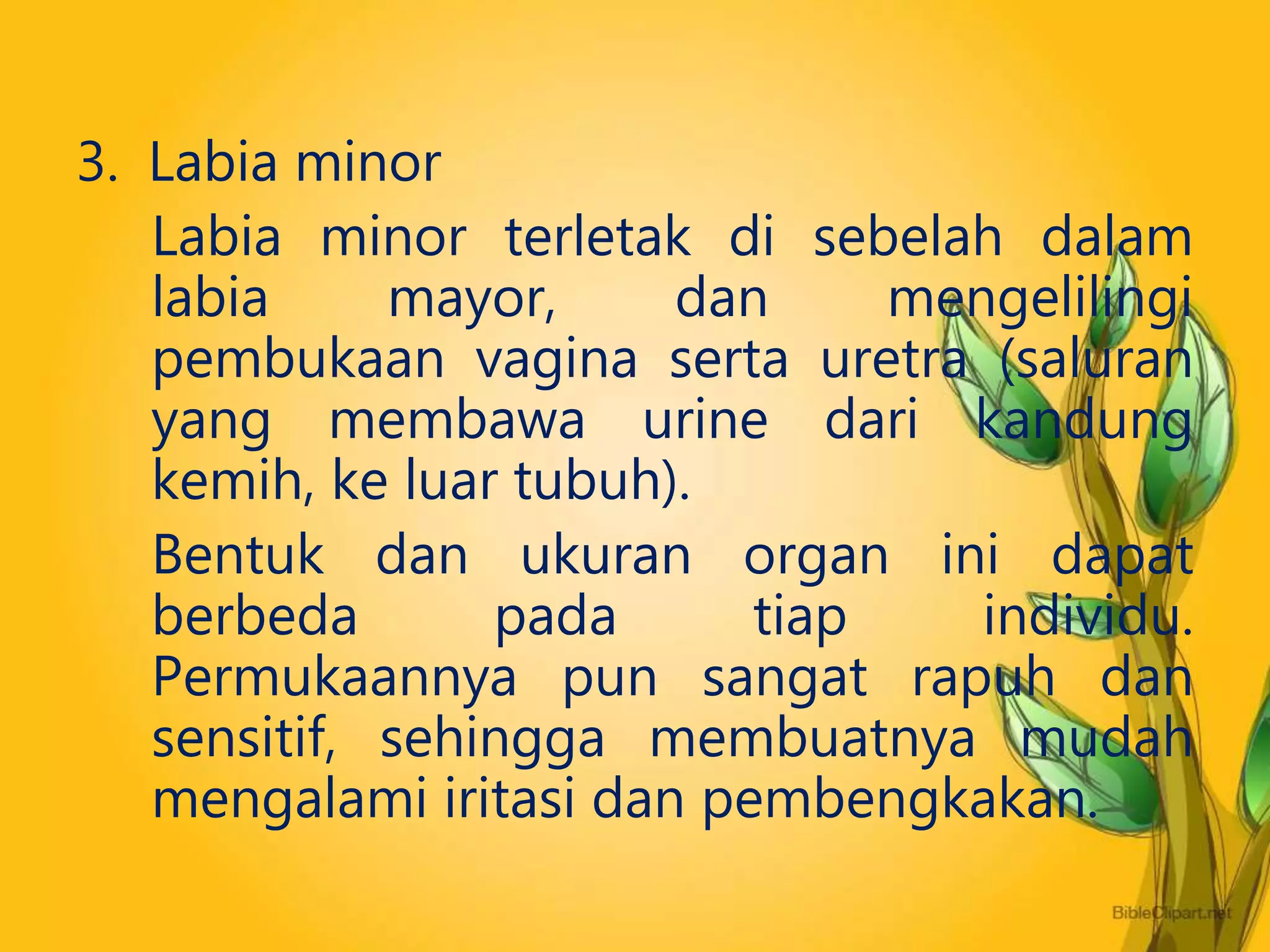 ALAT REPRODUKSI WANITA BAGIAN LUAR DWI ISMAWATI.ppt
