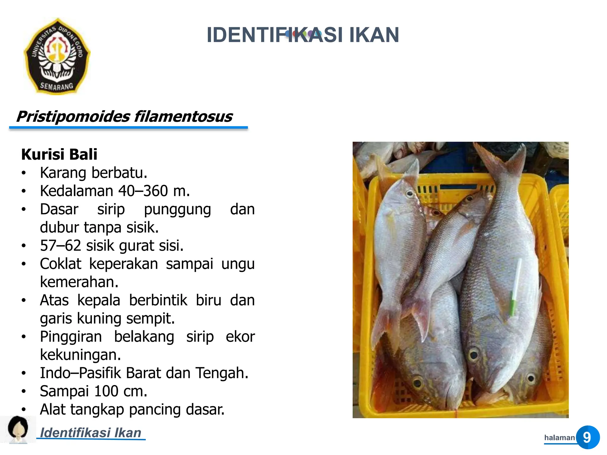 Alat Tangkap Long Line dan Identifikasi Ikan.pptx