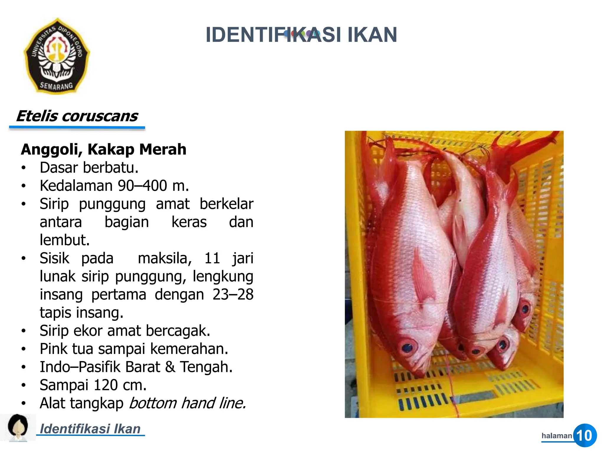 Alat Tangkap Long Line dan Identifikasi Ikan.pptx