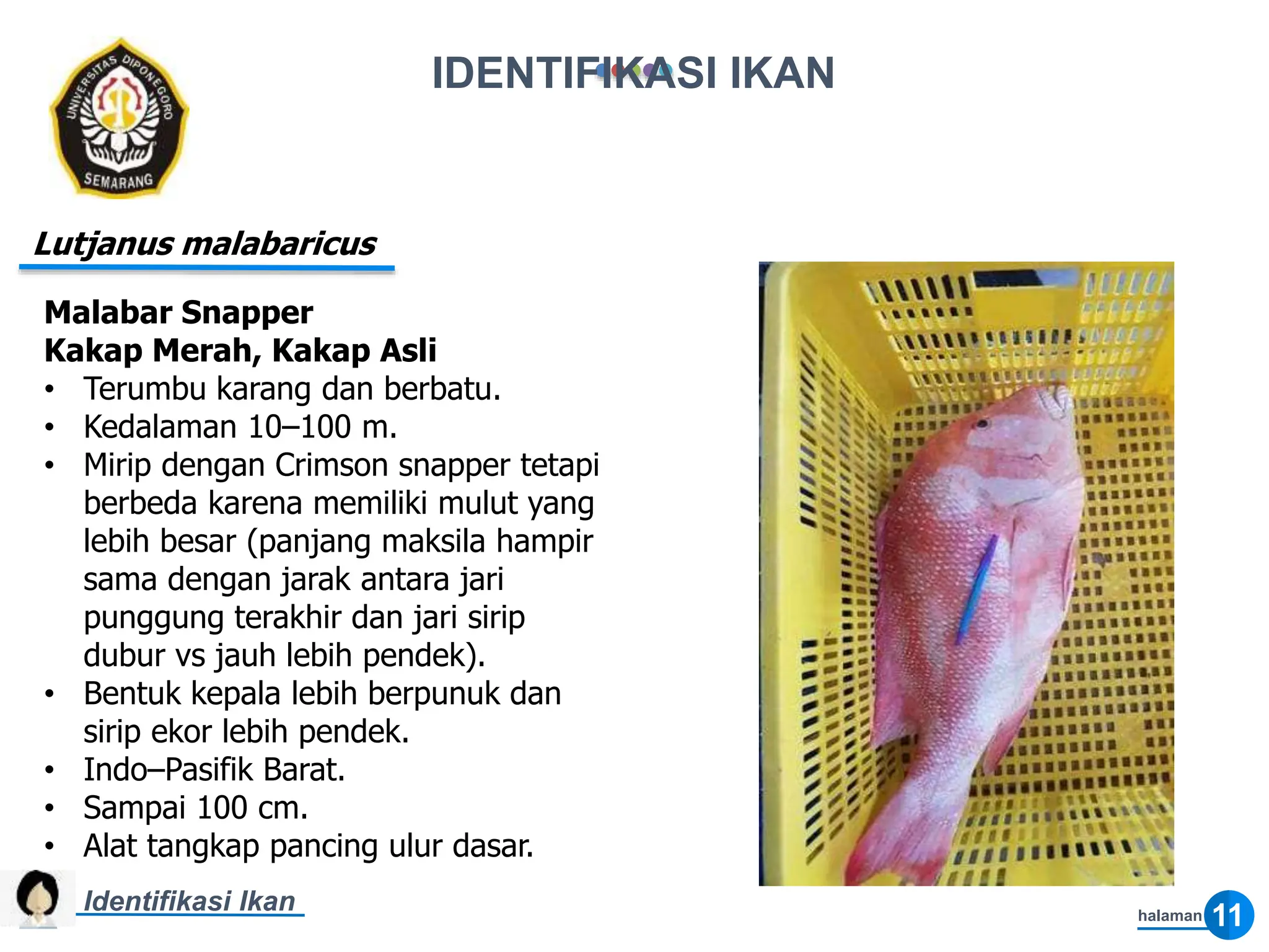 Alat Tangkap Long Line dan Identifikasi Ikan.pptx