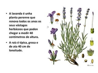 A lavanda | PPS