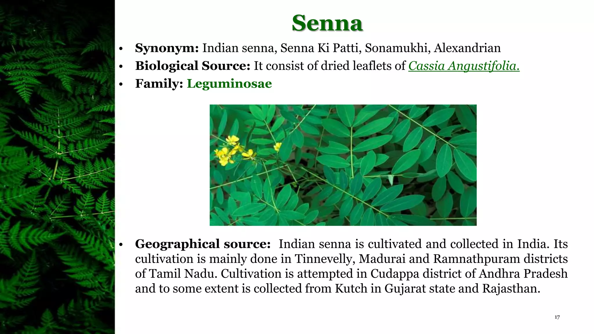 Laxatives: Aloe, Rhubarb, Castor oil, Isabgol, Senna | PPTX