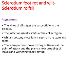 Betelvine disease symptoms and management slides by Sachin r kondaguri.pptx