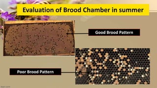 SUMMER MANAGEMENT OF BEE COLONIES BY SACHIN.R.KONDAGURI.pptx