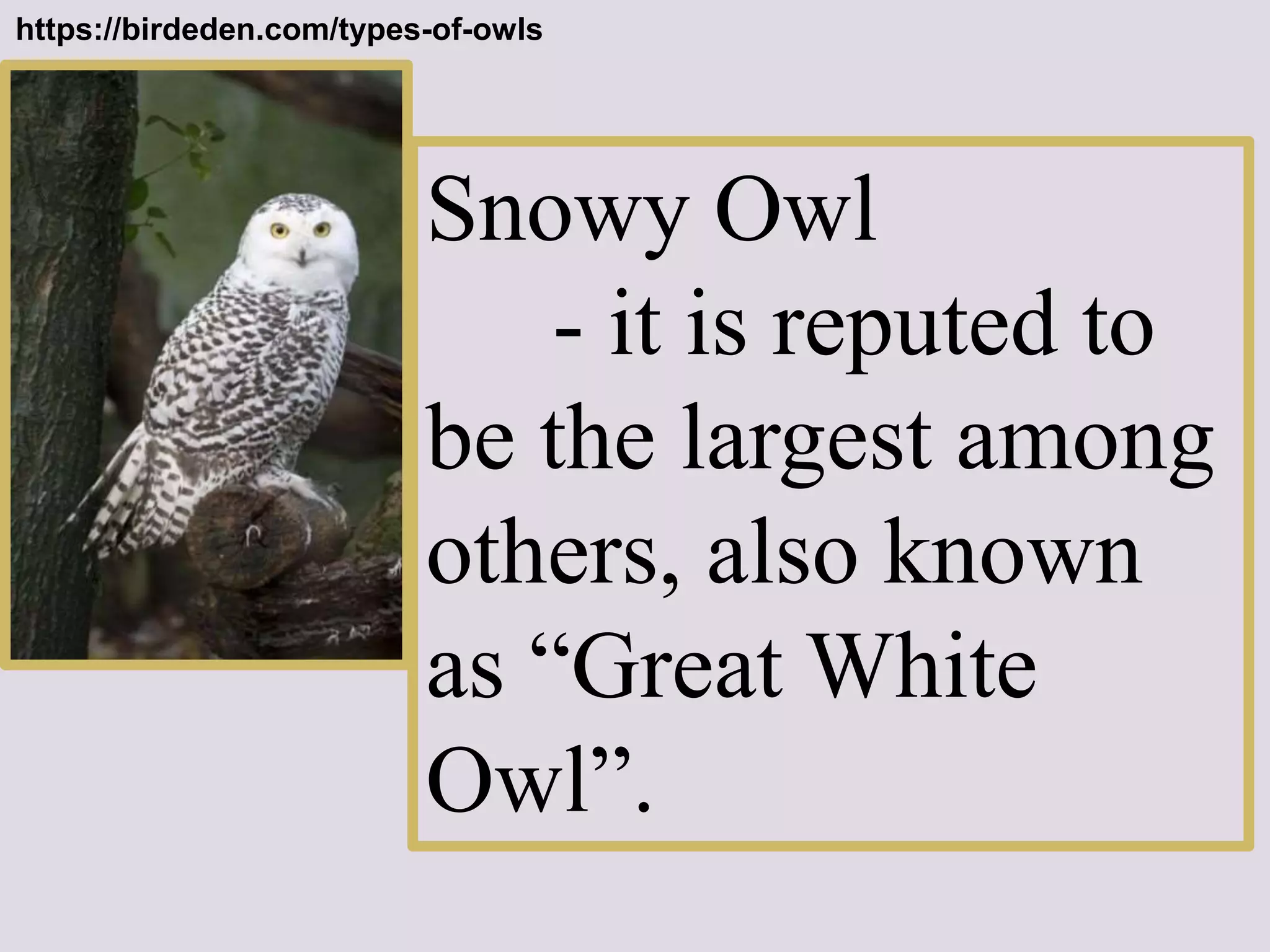 All About Owl | PPSX