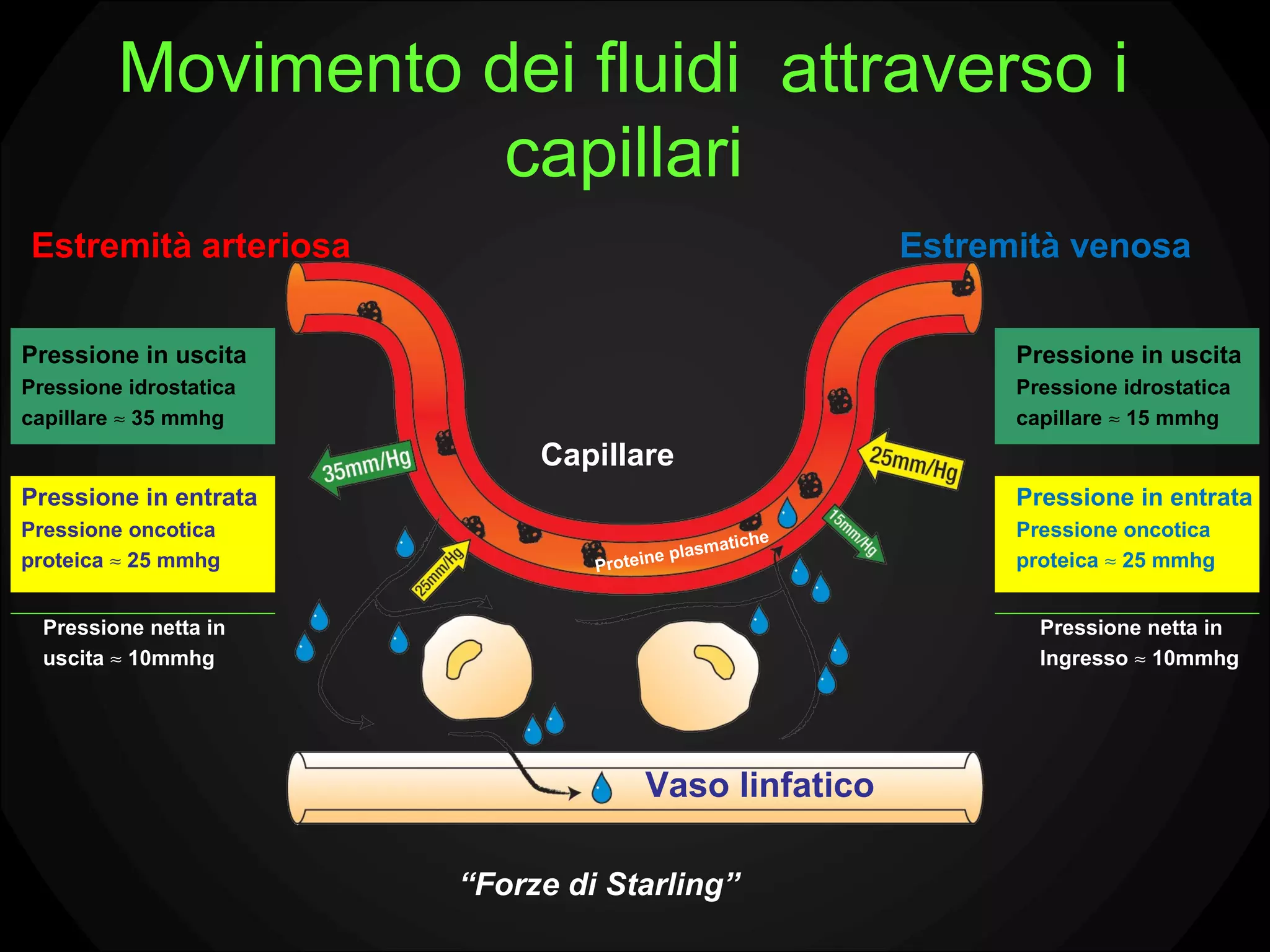 Alberghini fisiologia del peritoneo CAPD dialisi peritoneale | PPT