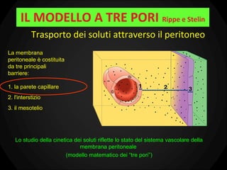 Alberghini fisiologia del peritoneo CAPD dialisi peritoneale | PPT
