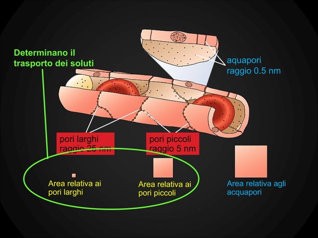 Alberghini fisiologia del peritoneo CAPD dialisi peritoneale | PPT