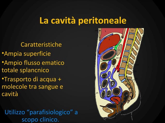 Alberghini fisiologia del peritoneo CAPD dialisi peritoneale | PPT