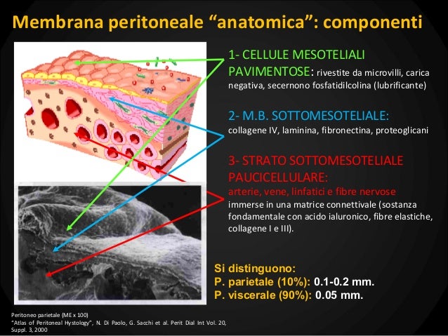 Alberghini fisiologia del peritoneo CAPD dialisi peritoneale