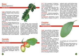 La scheda tecnica di tutti gli alberi a disposizione | PDF ...