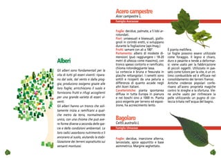 La scheda tecnica di tutti gli alberi a disposizione | PDF