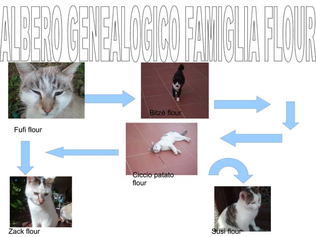 Albero genealogico | PPT