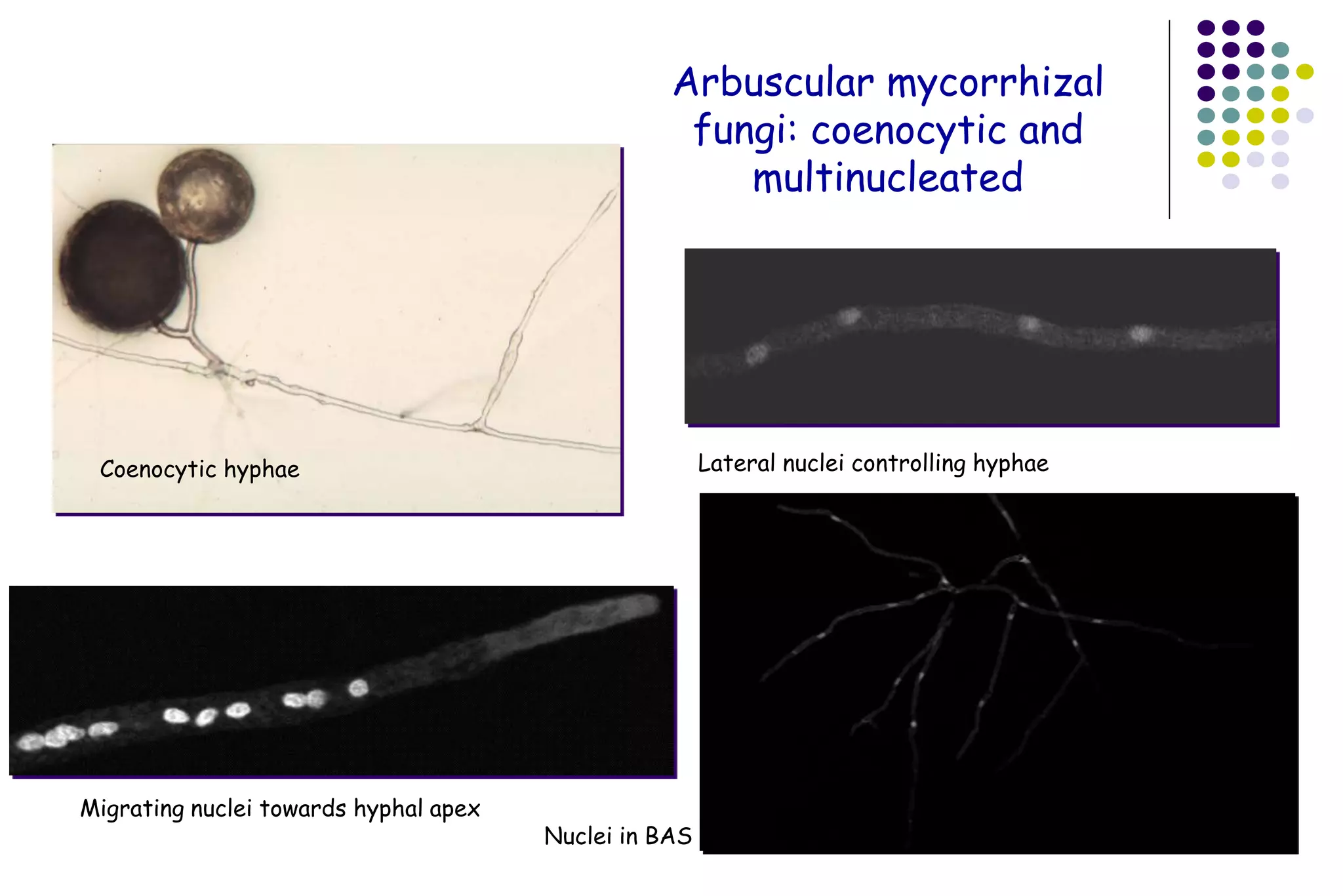 Alberto Bago - Micorrizas. Una raíz extendida | PPTX