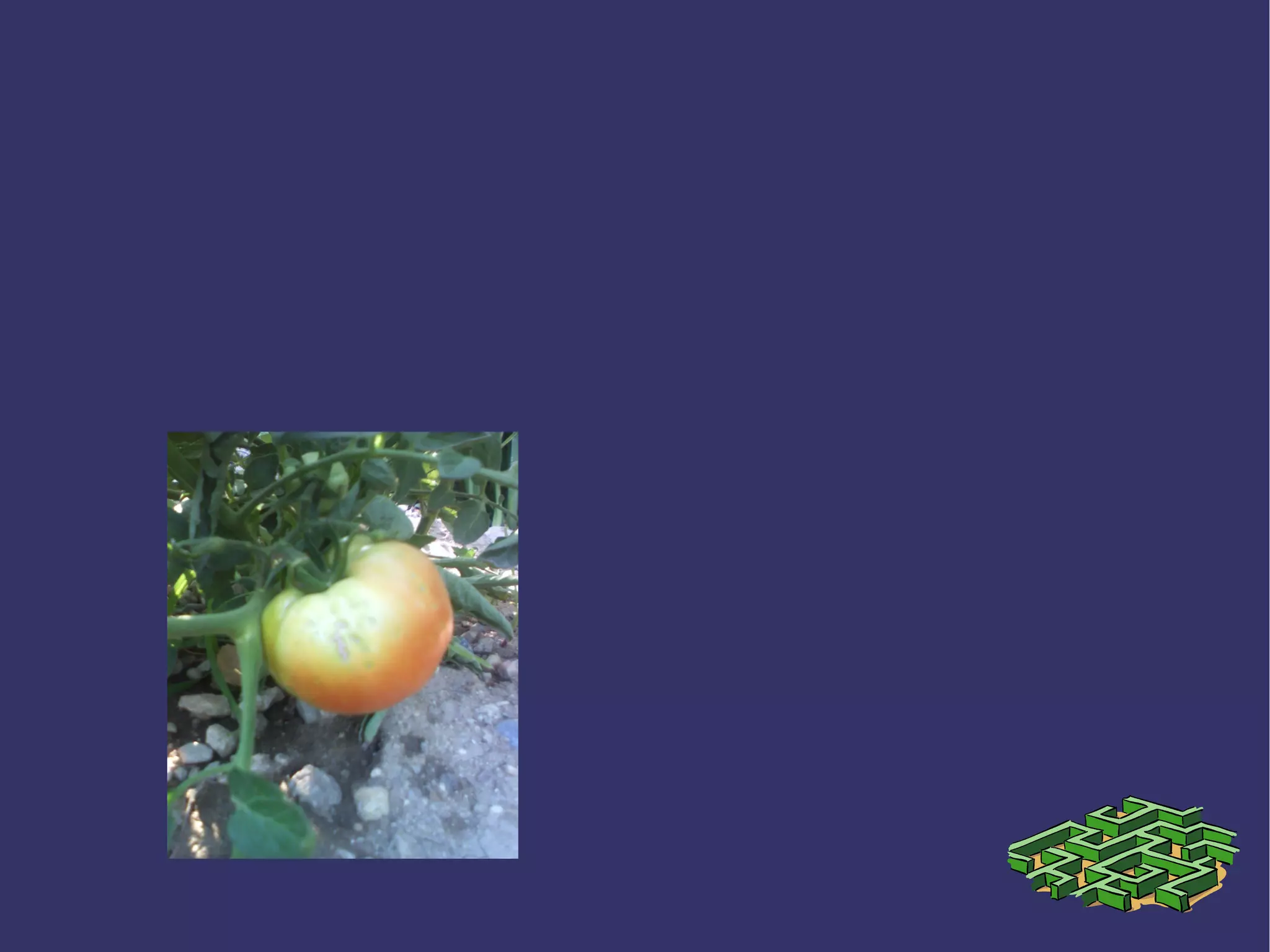 Albertsons Case Study | PPT | Grocery Shopping | Shopping