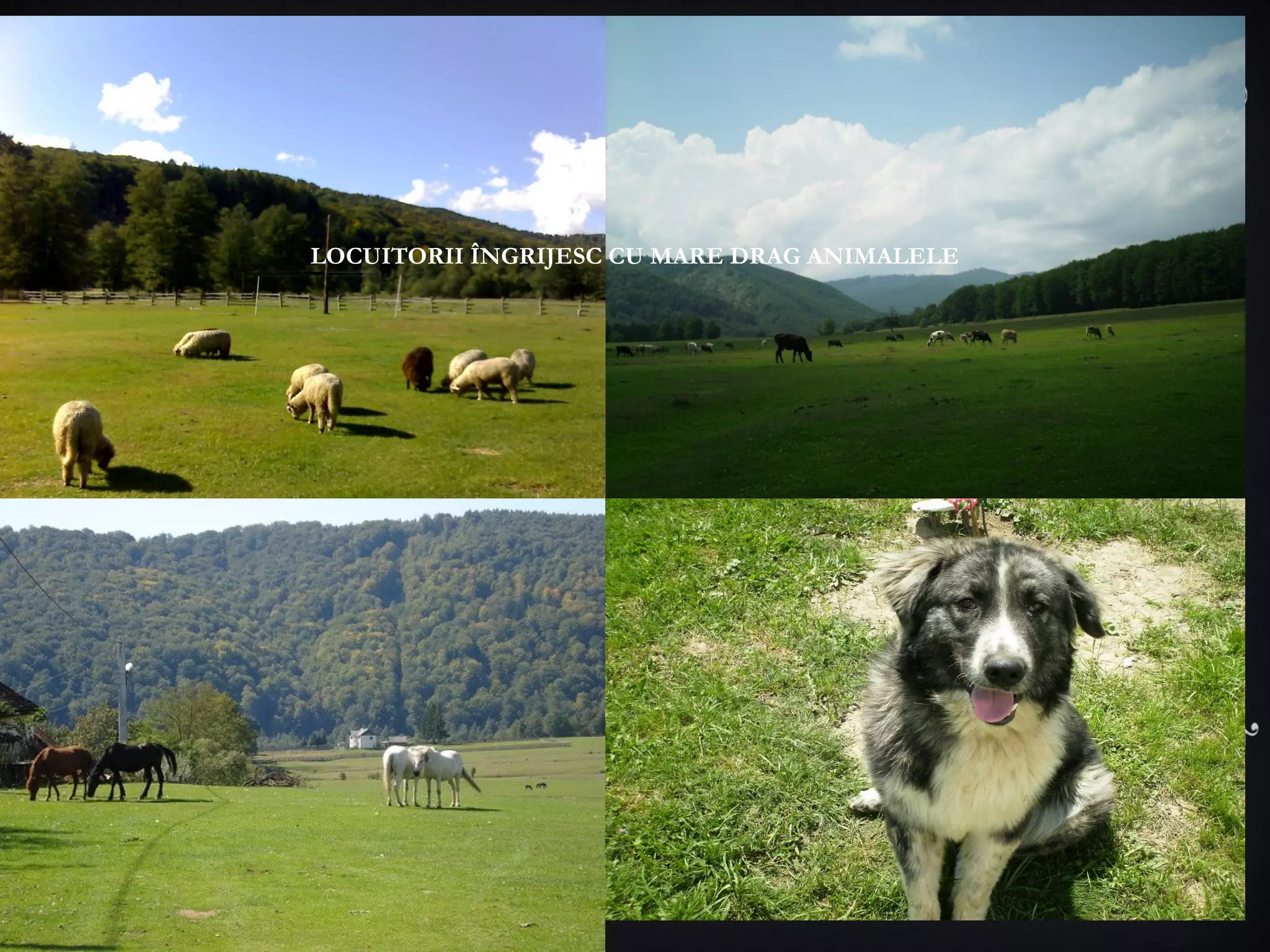 Albestii de Muscel, Dobrescu Fraguta | PPT