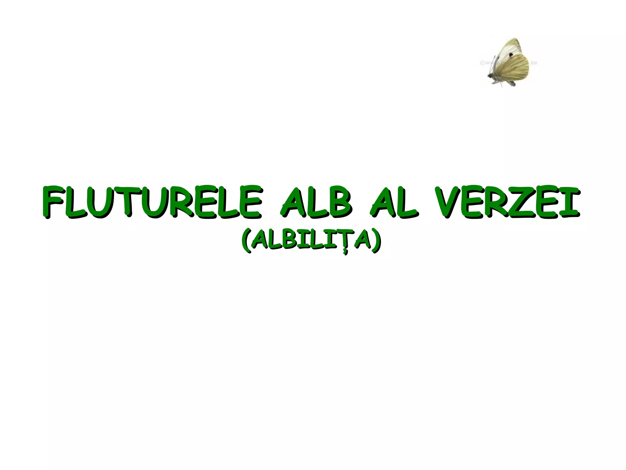 Albilita Camelia Costea | PPT