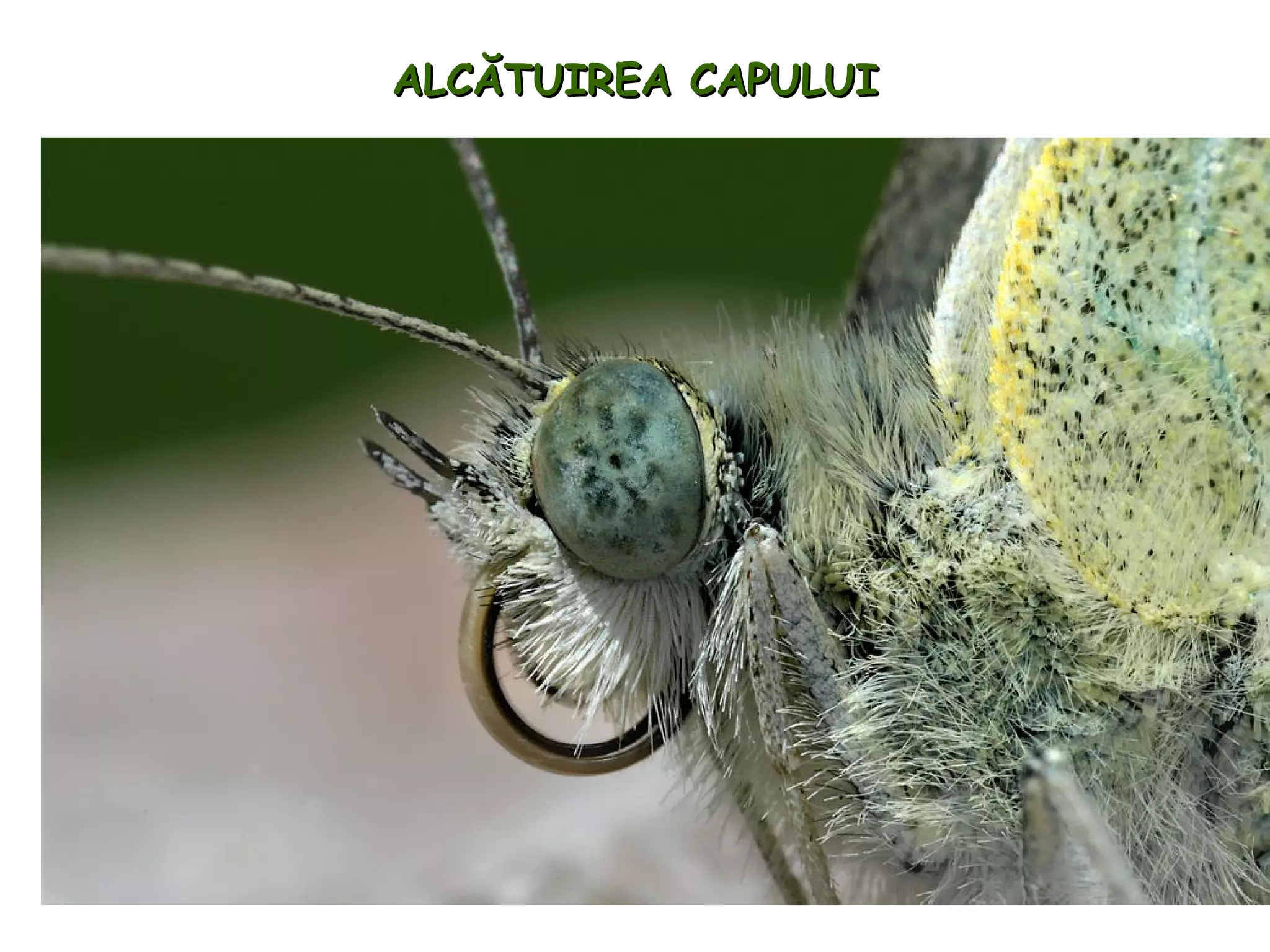 Albilita Camelia Costea | PPT