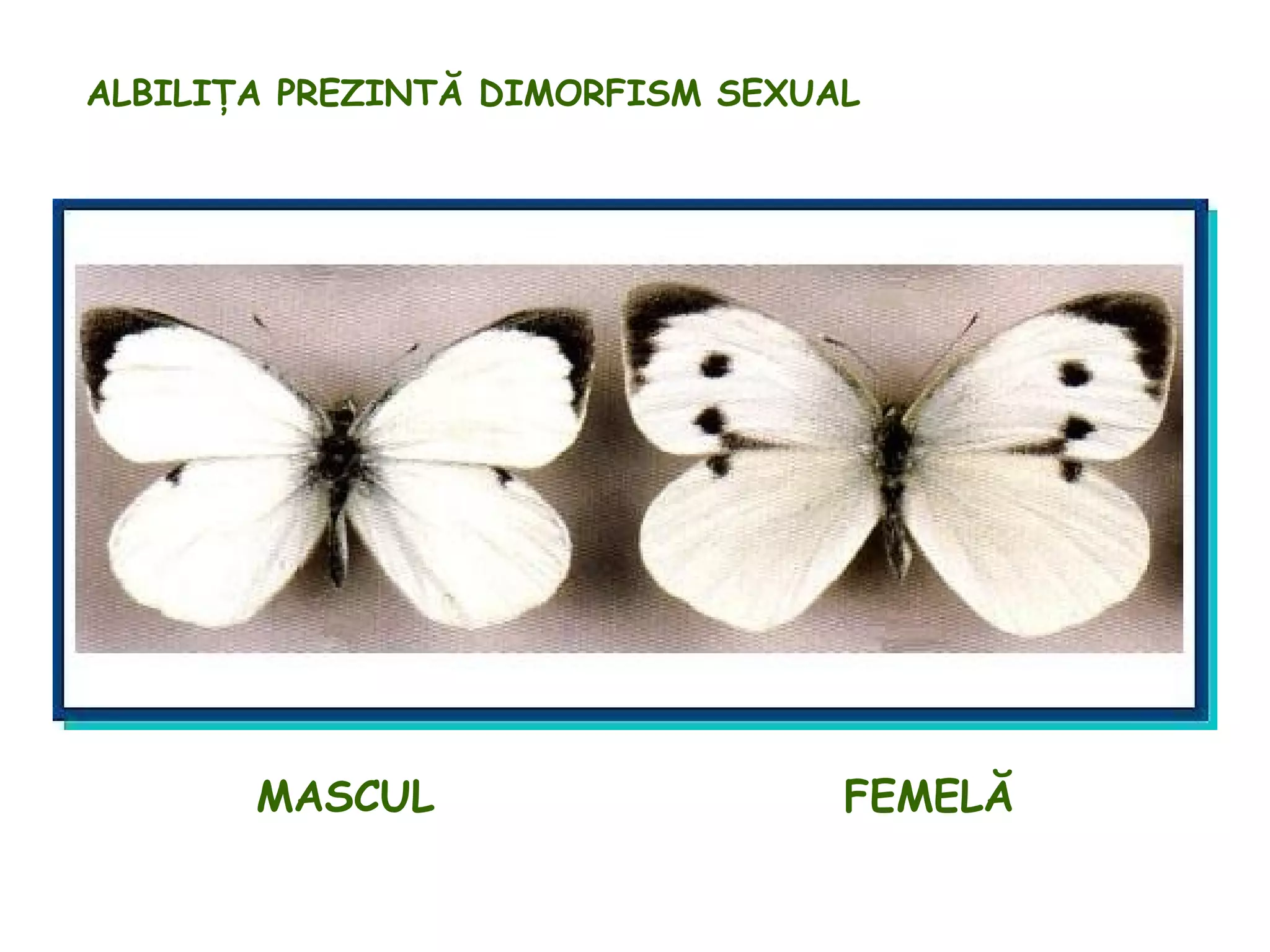 Albilita Camelia Costea | PPT