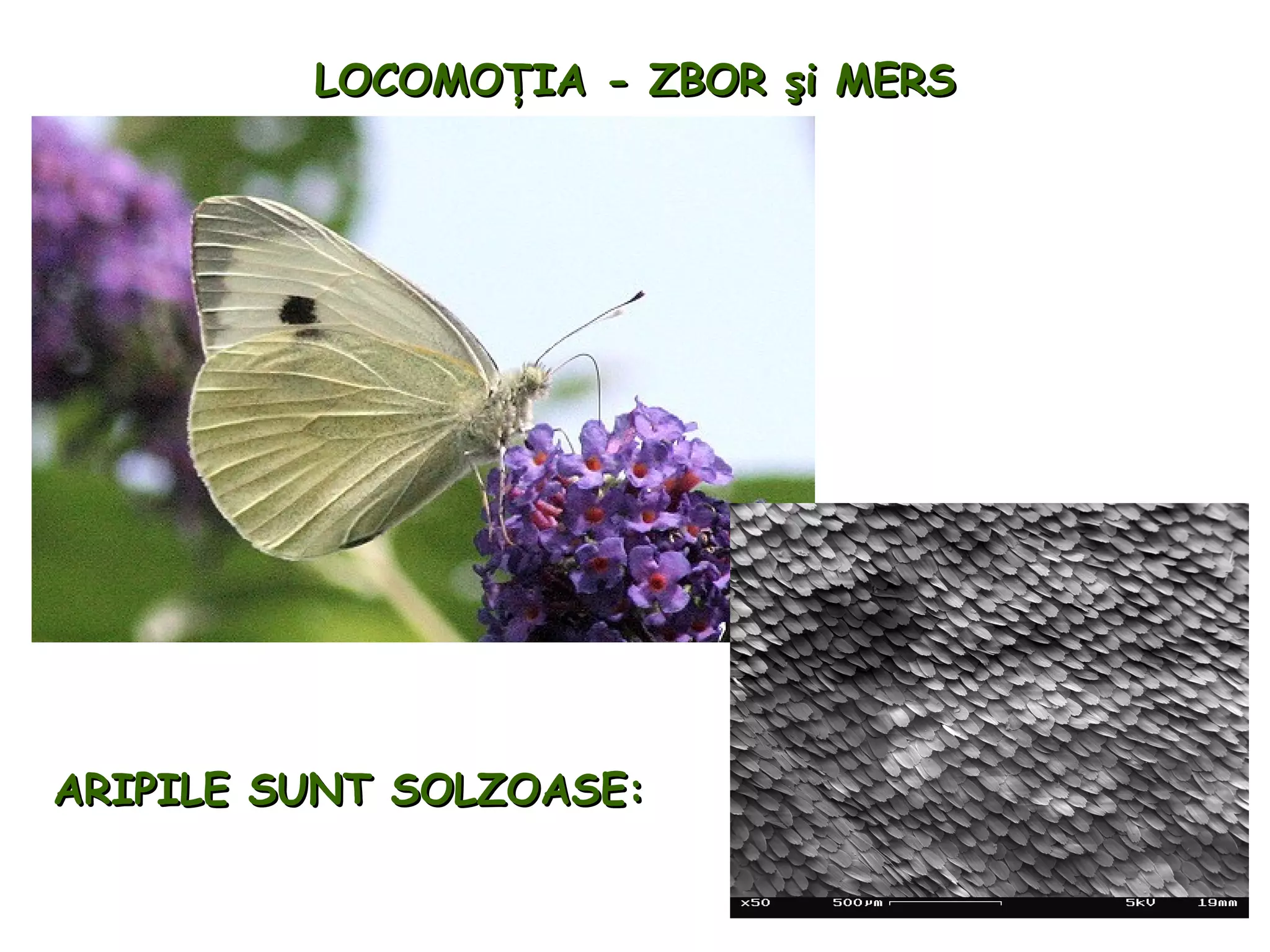 Albilita Camelia Costea | PPT