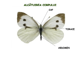 Albilita Camelia Costea | PPT