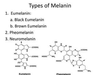 Albinism | PPTX | Eye and Vision Conditions | Diseases and Conditions