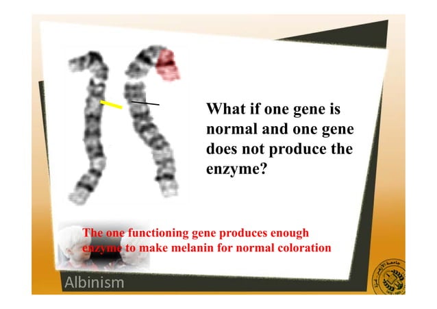 Albinism | PDF | Eye and Vision Conditions | Diseases and Conditions