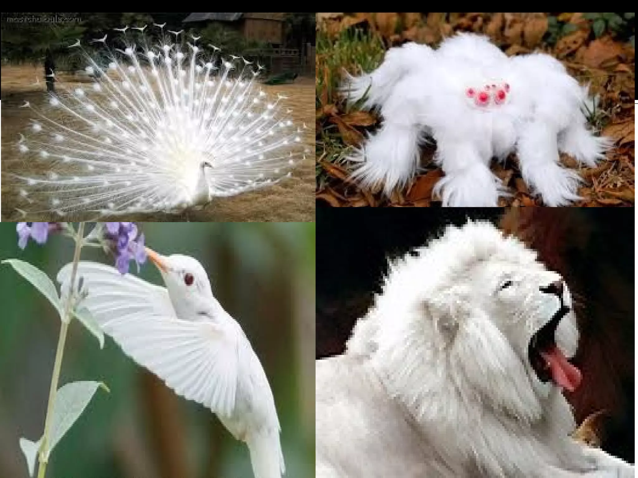 albinism | PPT | Free Download