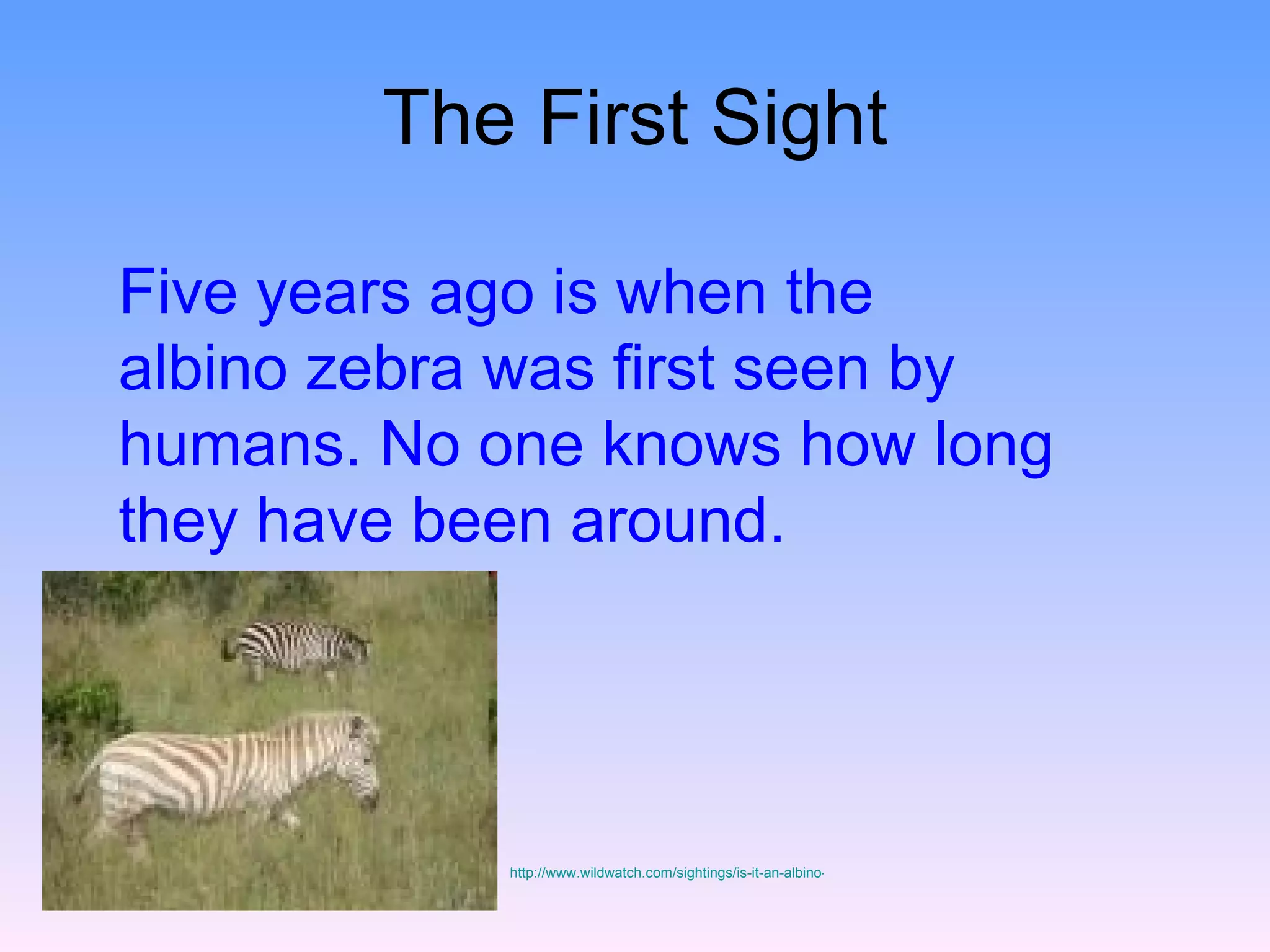 Albino zebra | PPT