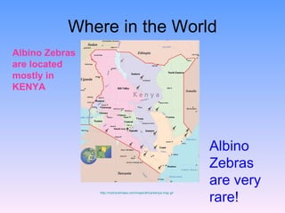 Albino zebra | PPT