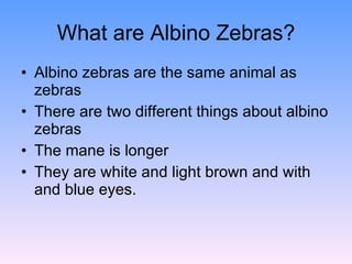 Albino zebra | PPT