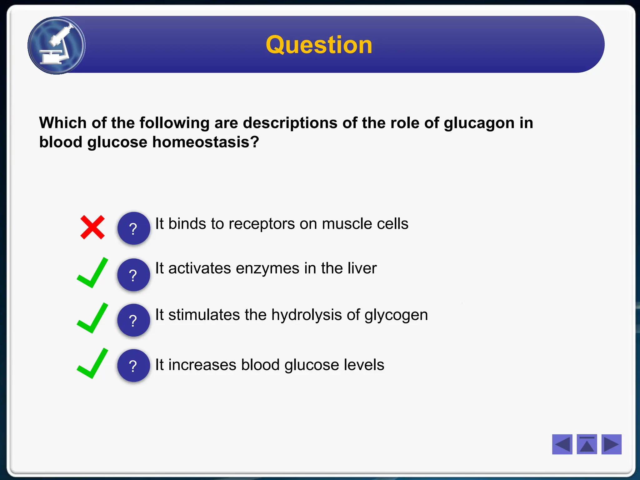 Biology Homeostasis - Blood Glucose.ppt