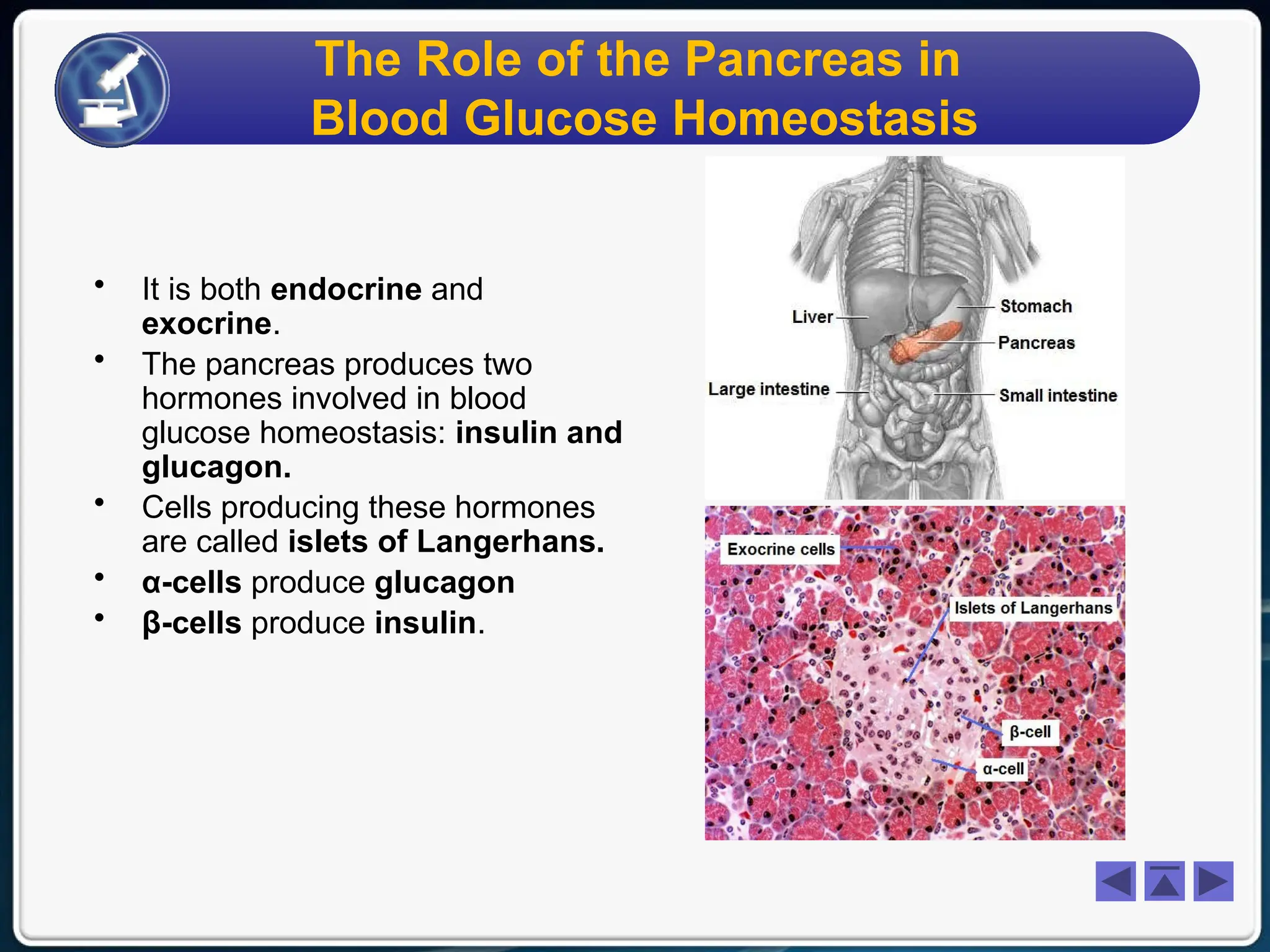 Biology Homeostasis - Blood Glucose.ppt