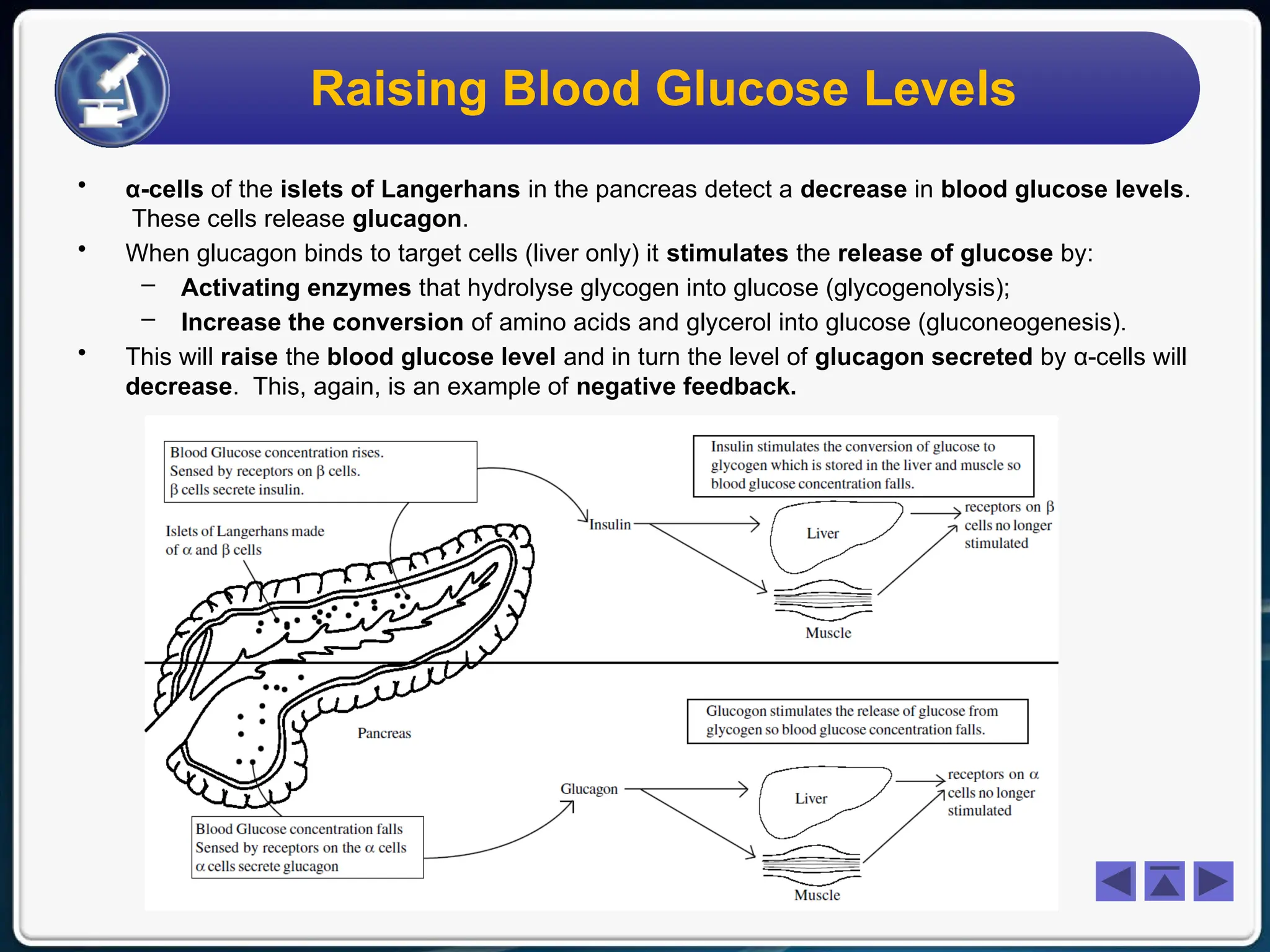 Biology Homeostasis - Blood Glucose.ppt