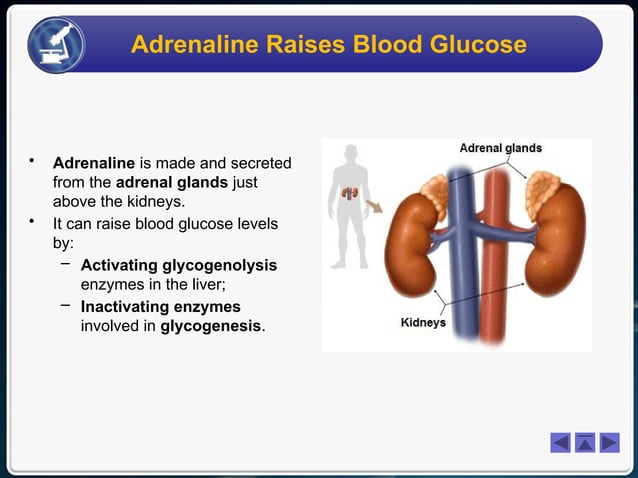 Biology Homeostasis - Blood Glucose.ppt