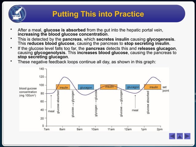 Biology Homeostasis - Blood Glucose.ppt