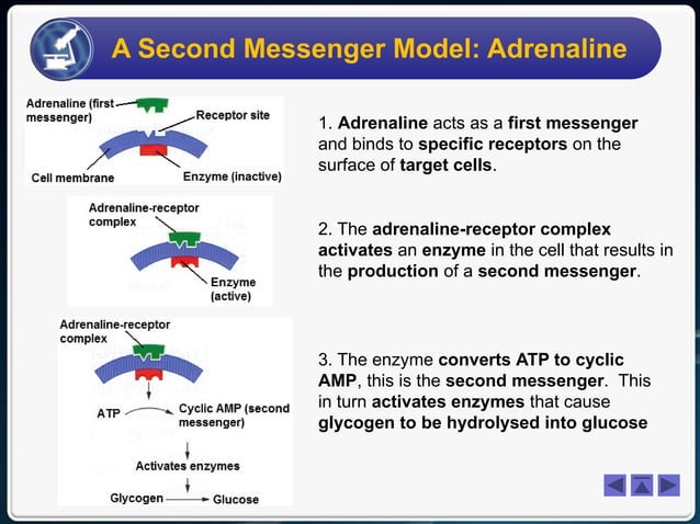 Biology Homeostasis - Blood Glucose.ppt