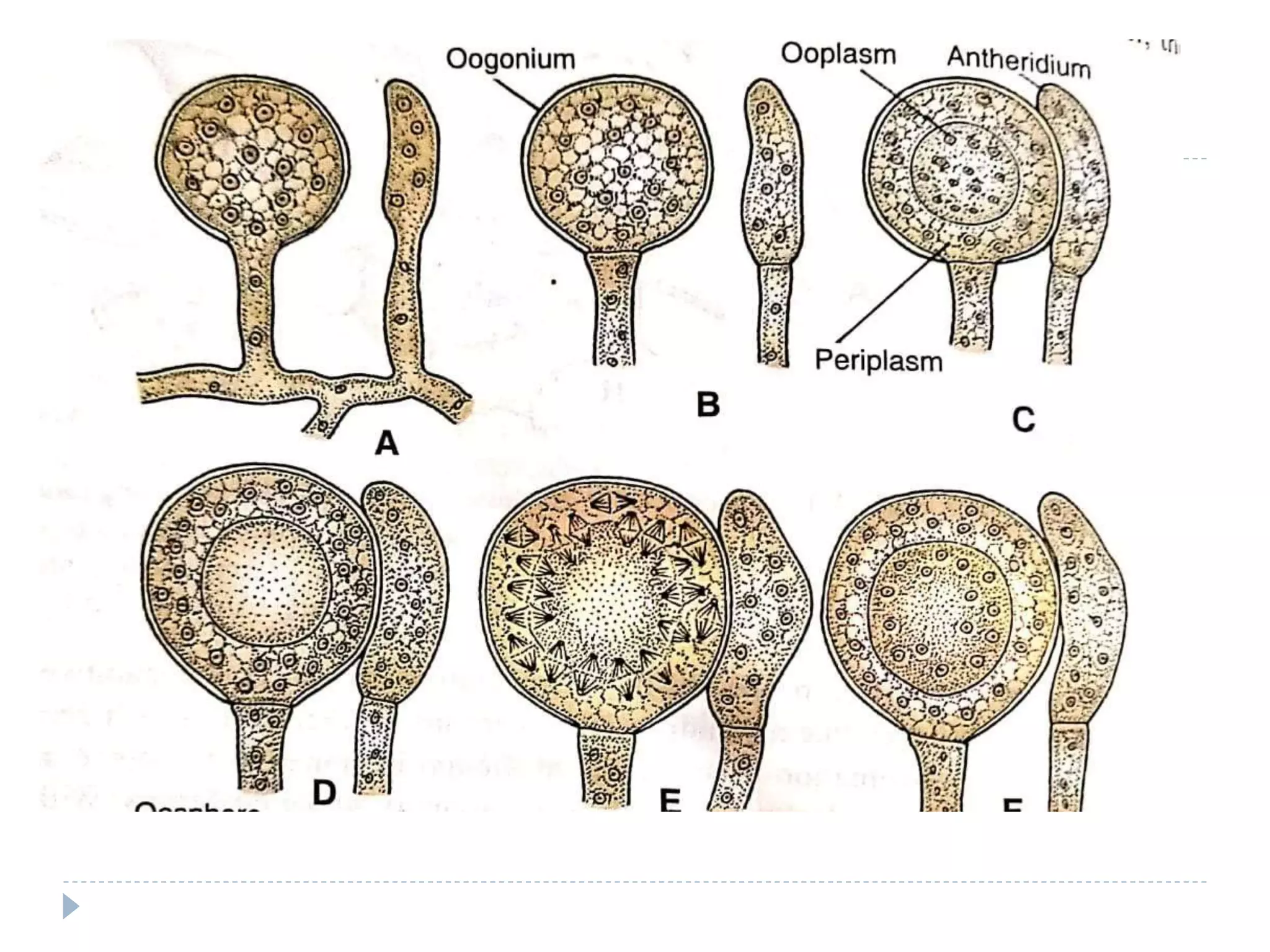 Albugo | PPTX | Gardening | Home & Garden