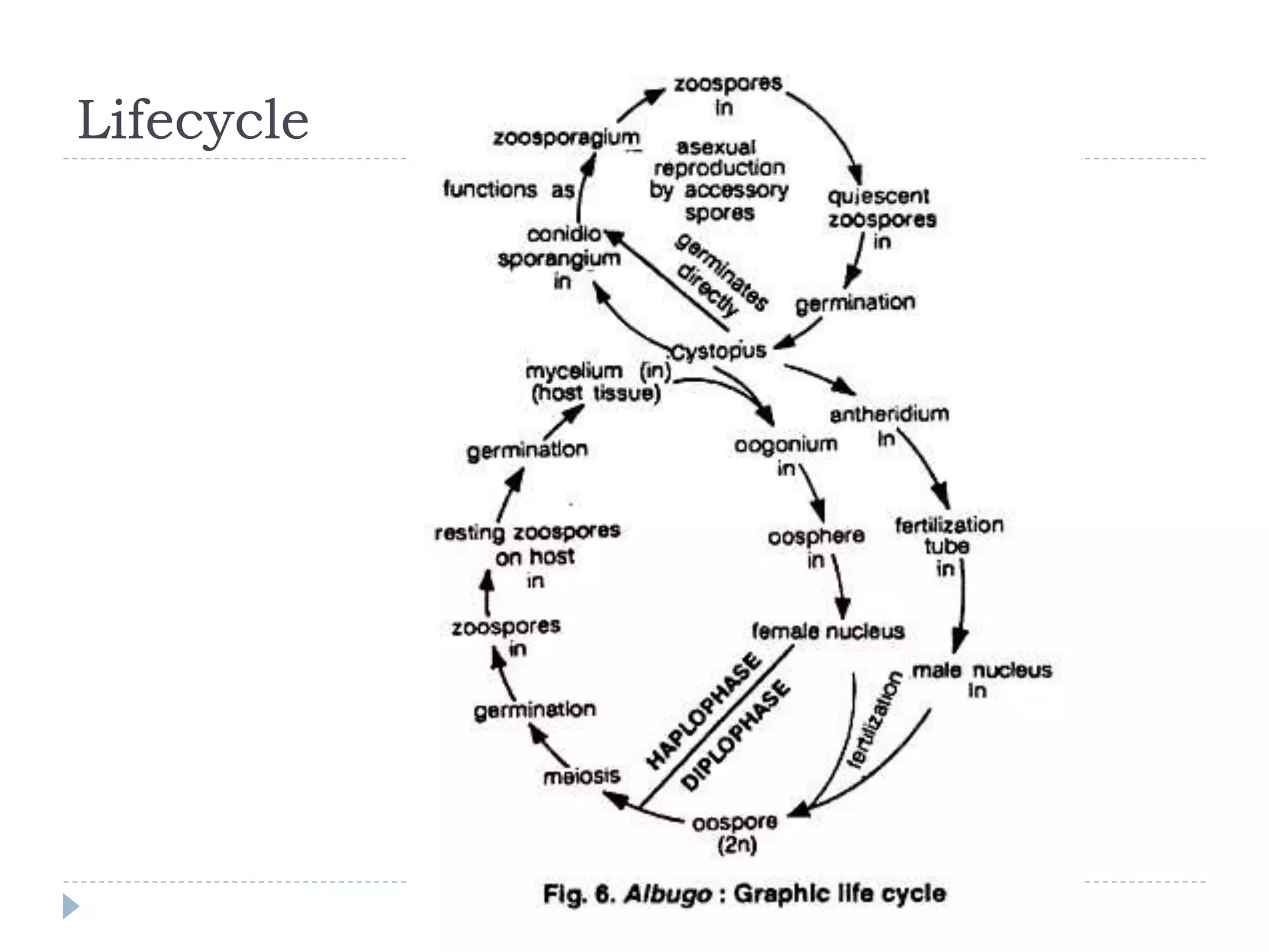 Albugo | PPTX | Gardening | Home & Garden