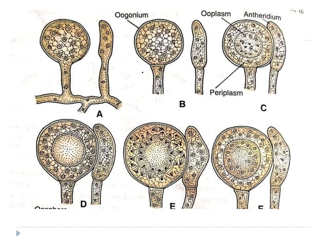 Albugo | PPTX | Gardening | Home & Garden
