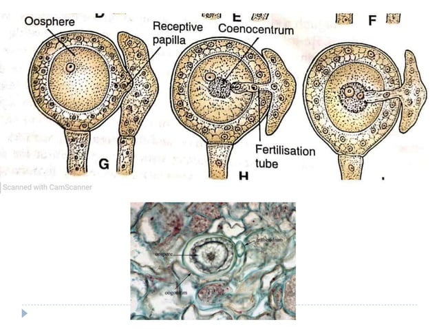 Albugo | PPTX | Gardening | Home & Garden