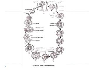 Albugo | PPTX | Gardening | Home & Garden